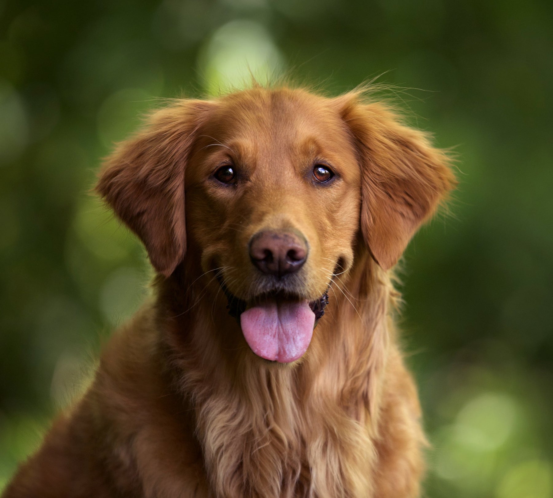 Disane pet care